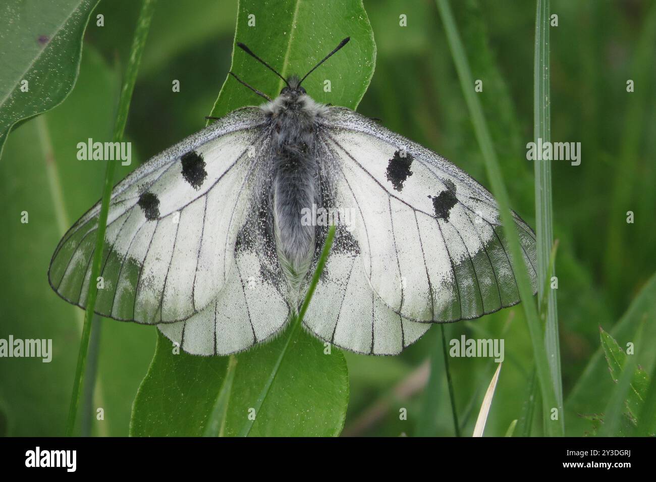 Clouded Apollo (Parnassius mnemosyne) Insecta Stock Photo - Alamy