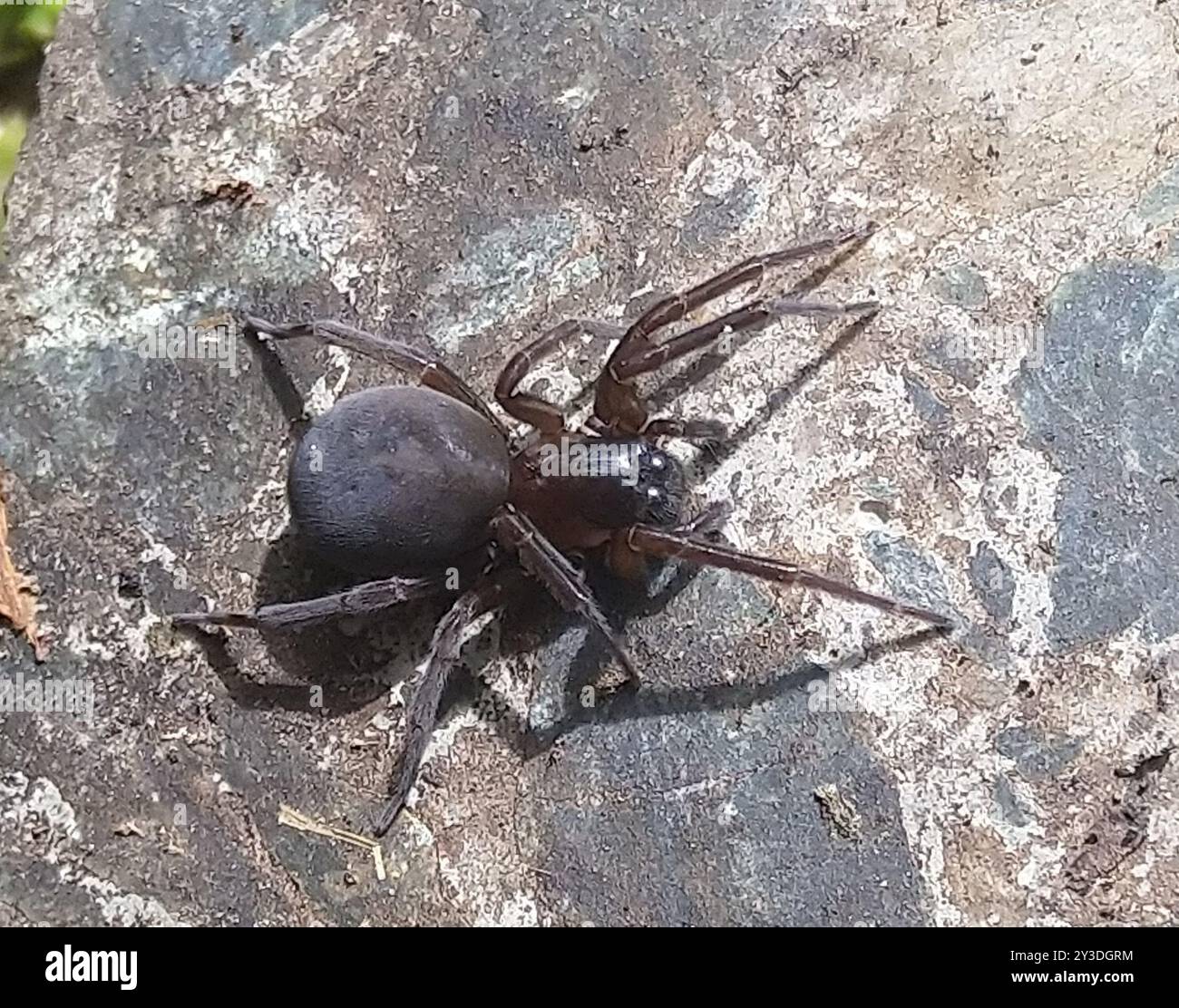 Lace web spiders (Amaurobius) Arachnida Stock Photo - Alamy