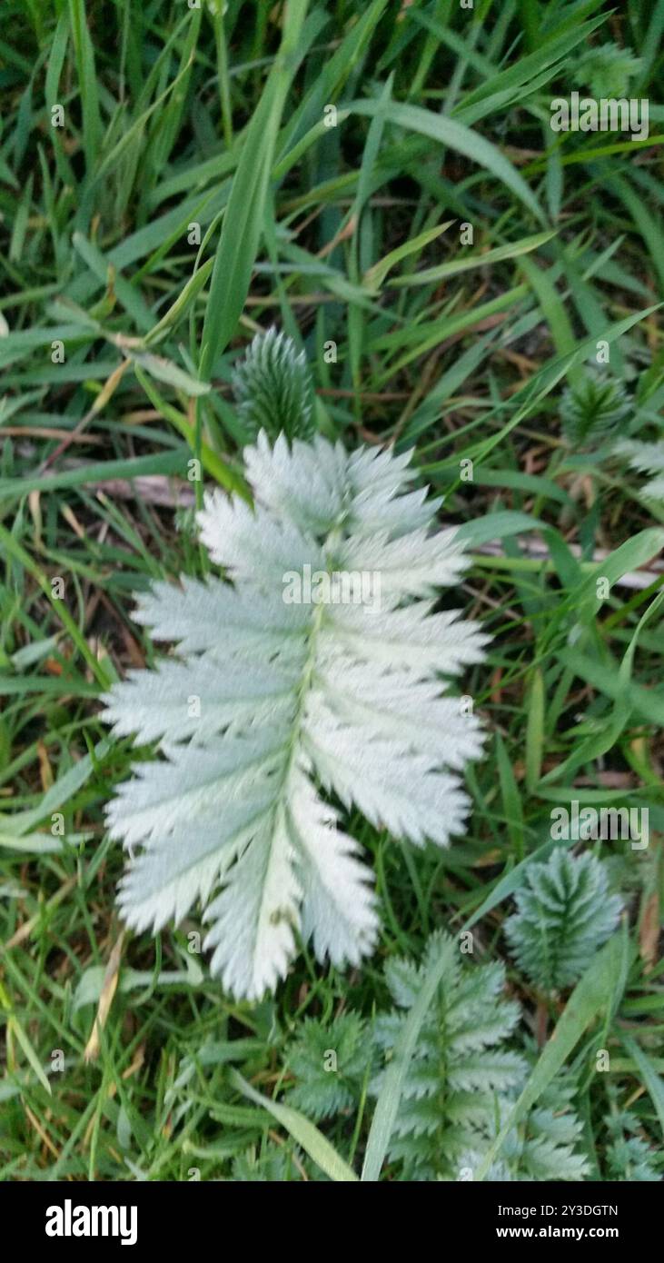 common silverweed (Argentina anserina) Plantae Stock Photo - Alamy