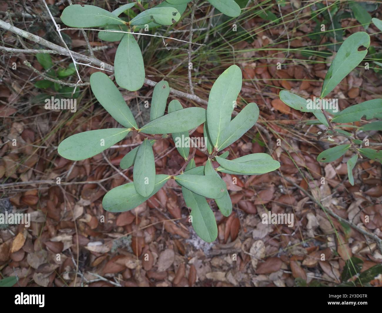 netted pawpaw (Asimina reticulata) Plantae Stock Photo - Alamy
