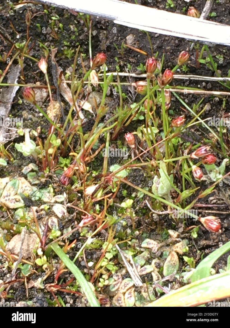 kellogg's dwarf rush (Juncus kelloggii) Plantae Stock Photo - Alamy