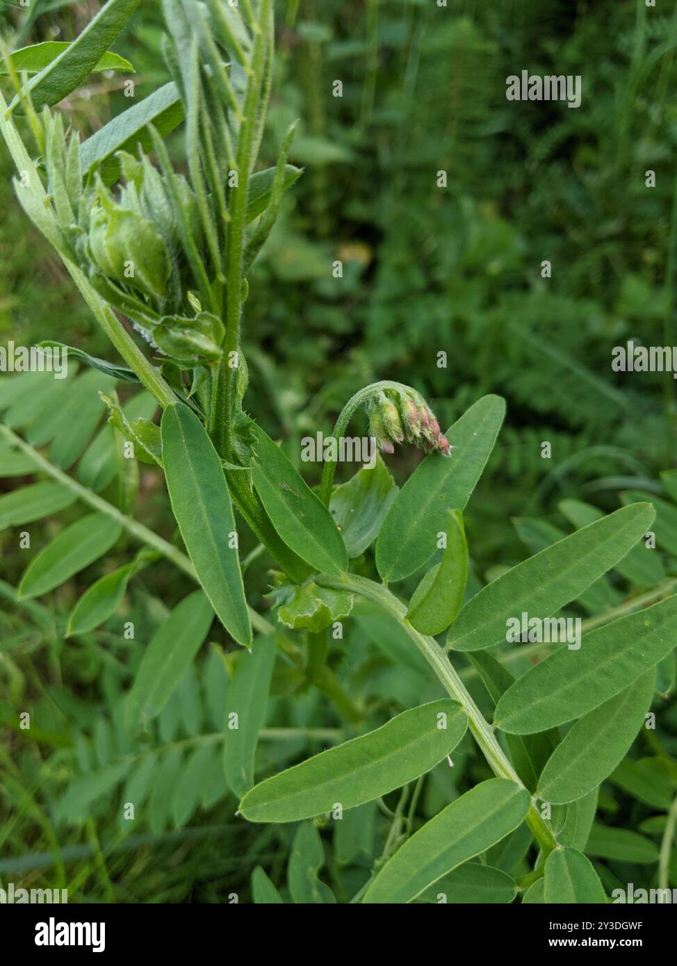 giant vetch (Vicia gigantea) Plantae Stock Photo - Alamy