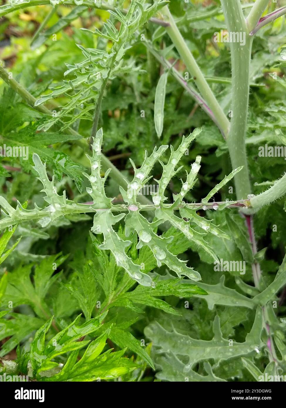 Isle of Man Cabbage (Coincya monensis) Plantae Stock Photo - Alamy