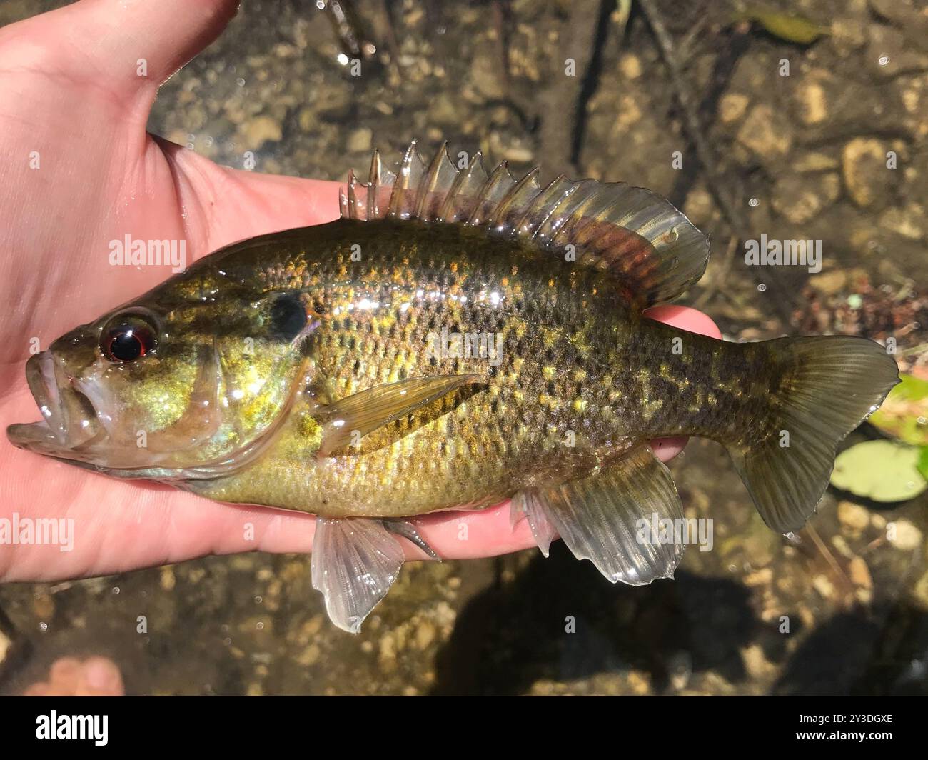 Warmouth (Lepomis gulosus) Actinopterygii Stock Photo - Alamy