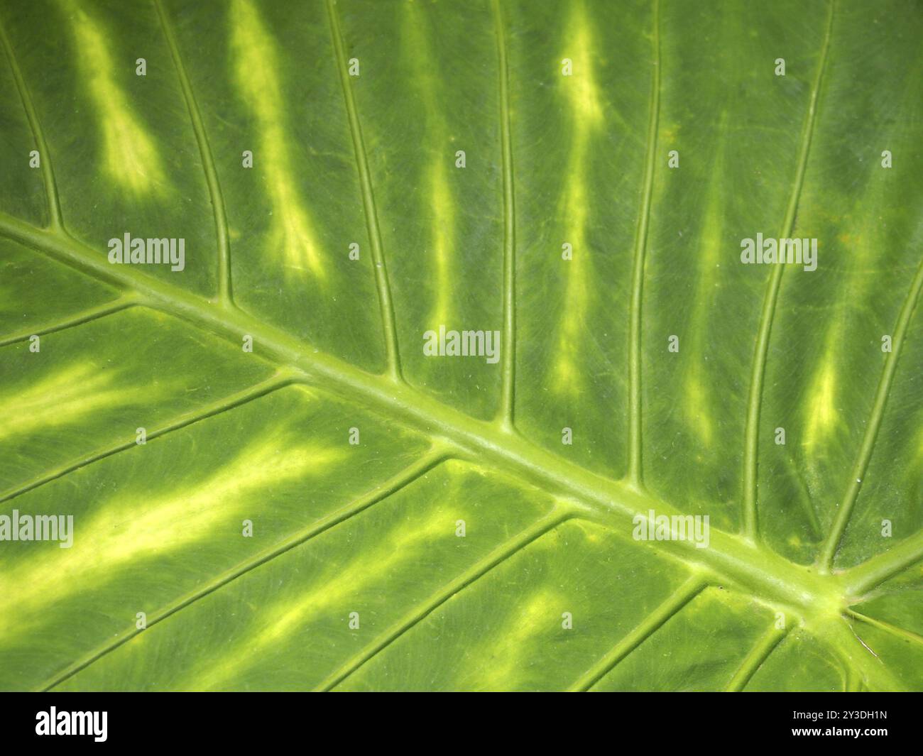 A bright green vibrant variegated tropical leaf background with striped ...