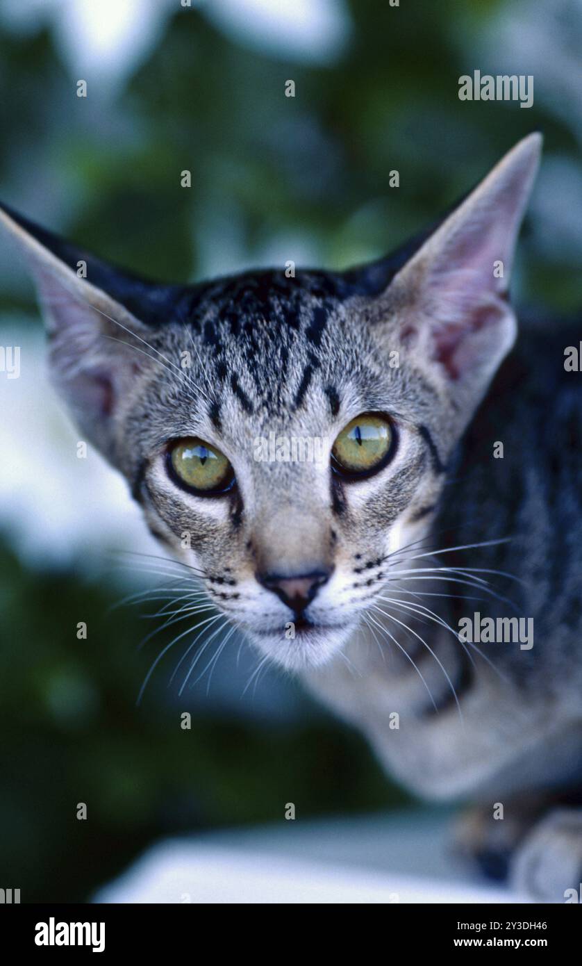 Oriental shorthair cat black-tabby-spotted 5 month old kitten Stock ...