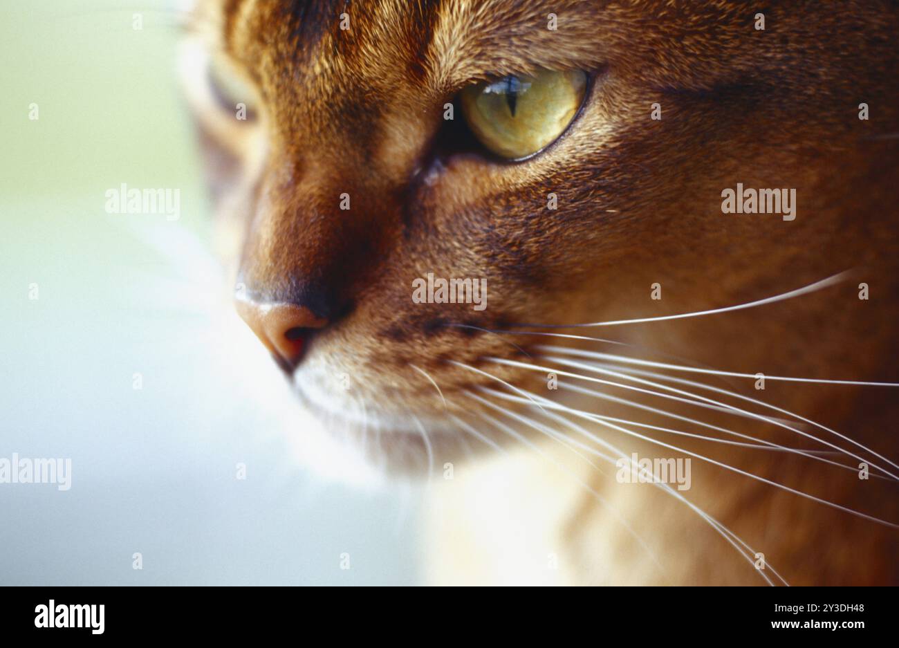 Abyssinian people hi-res stock photography and images - Alamy