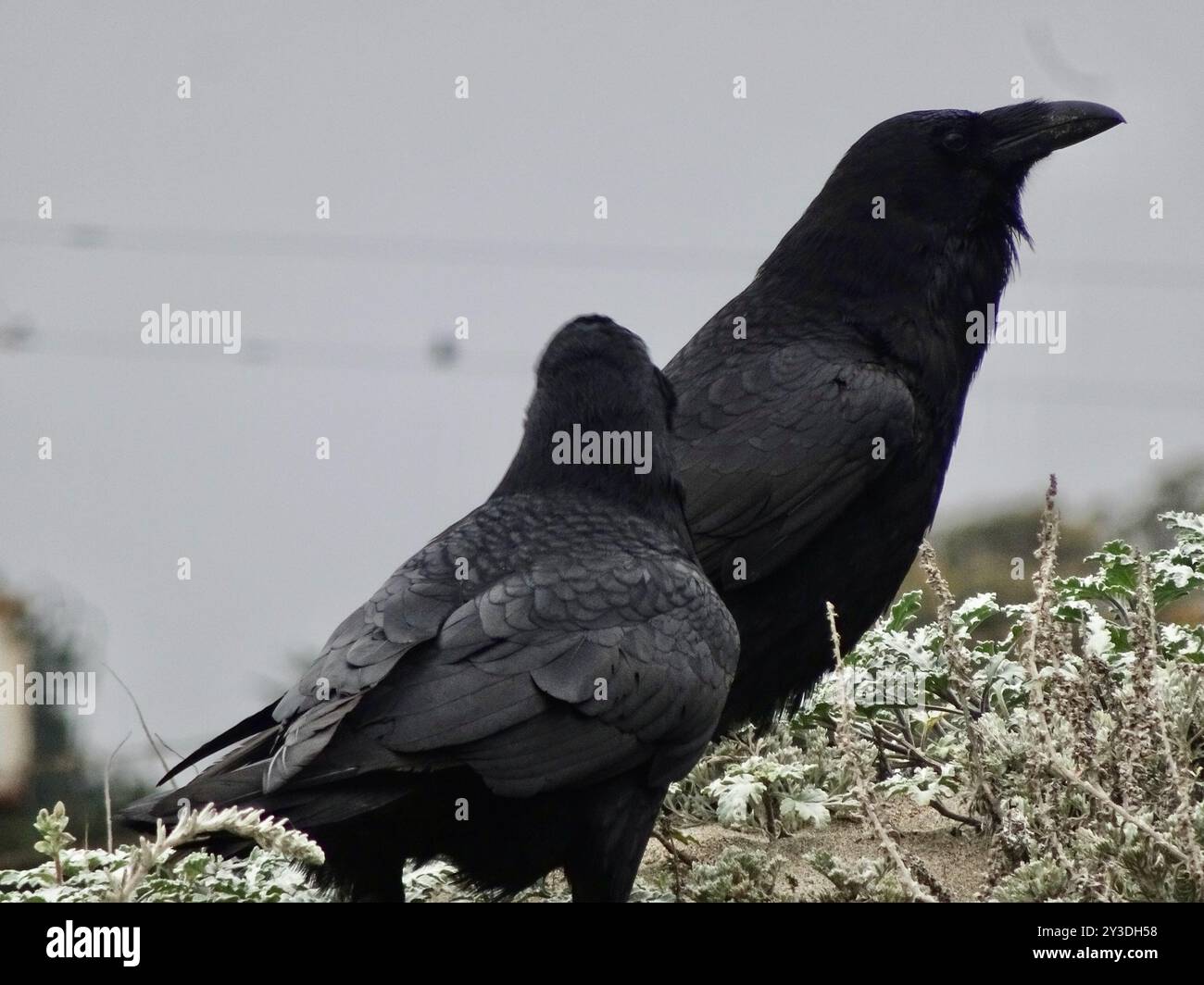 Common Raven (Corvus corax) Aves Stock Photo - Alamy