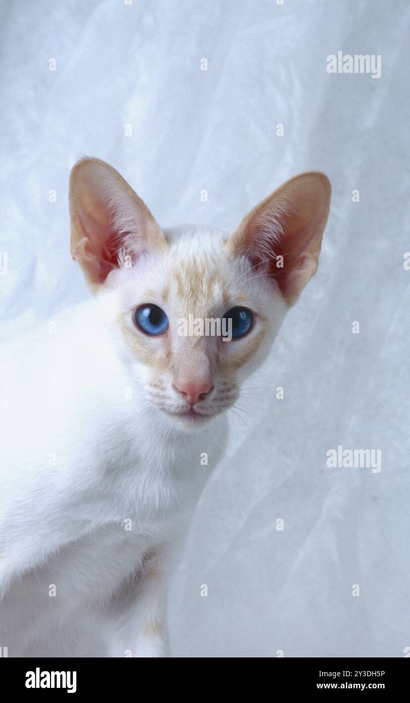 Siamese cat red-silver-tabby reddish colouring male, 5 months old Stock ...