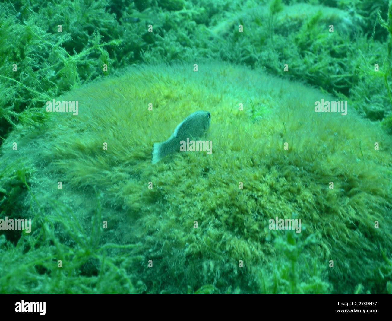 Pupfishes (Cyprinodontidae) Actinopterygii Stock Photo - Alamy