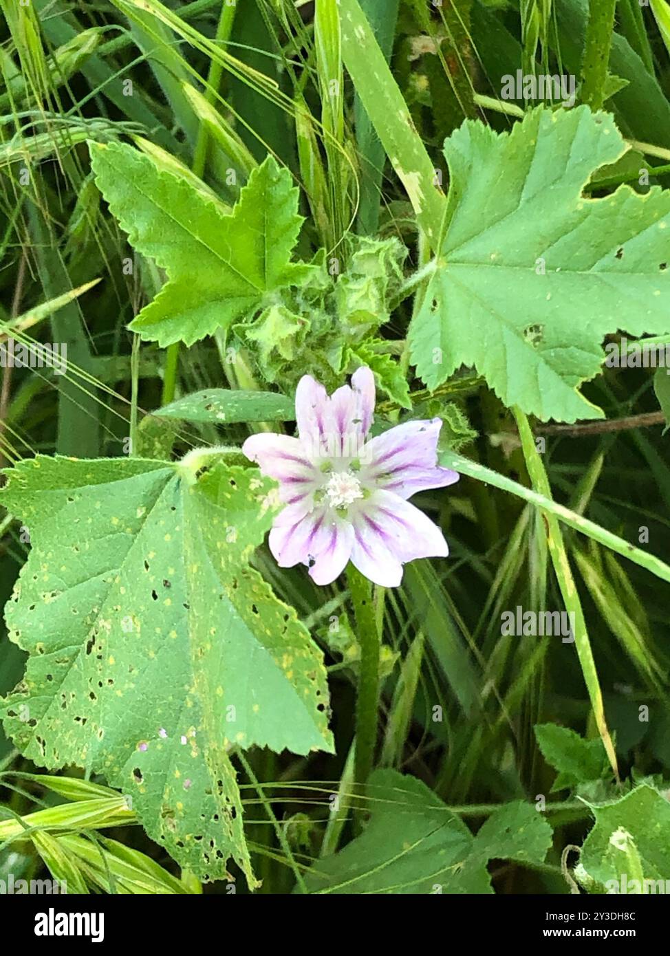 Cretan mallow (Malva multiflora) Plantae Stock Photo - Alamy