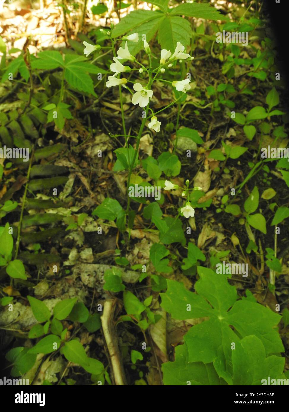 bulbous cress (Cardamine bulbosa) Plantae Stock Photo - Alamy