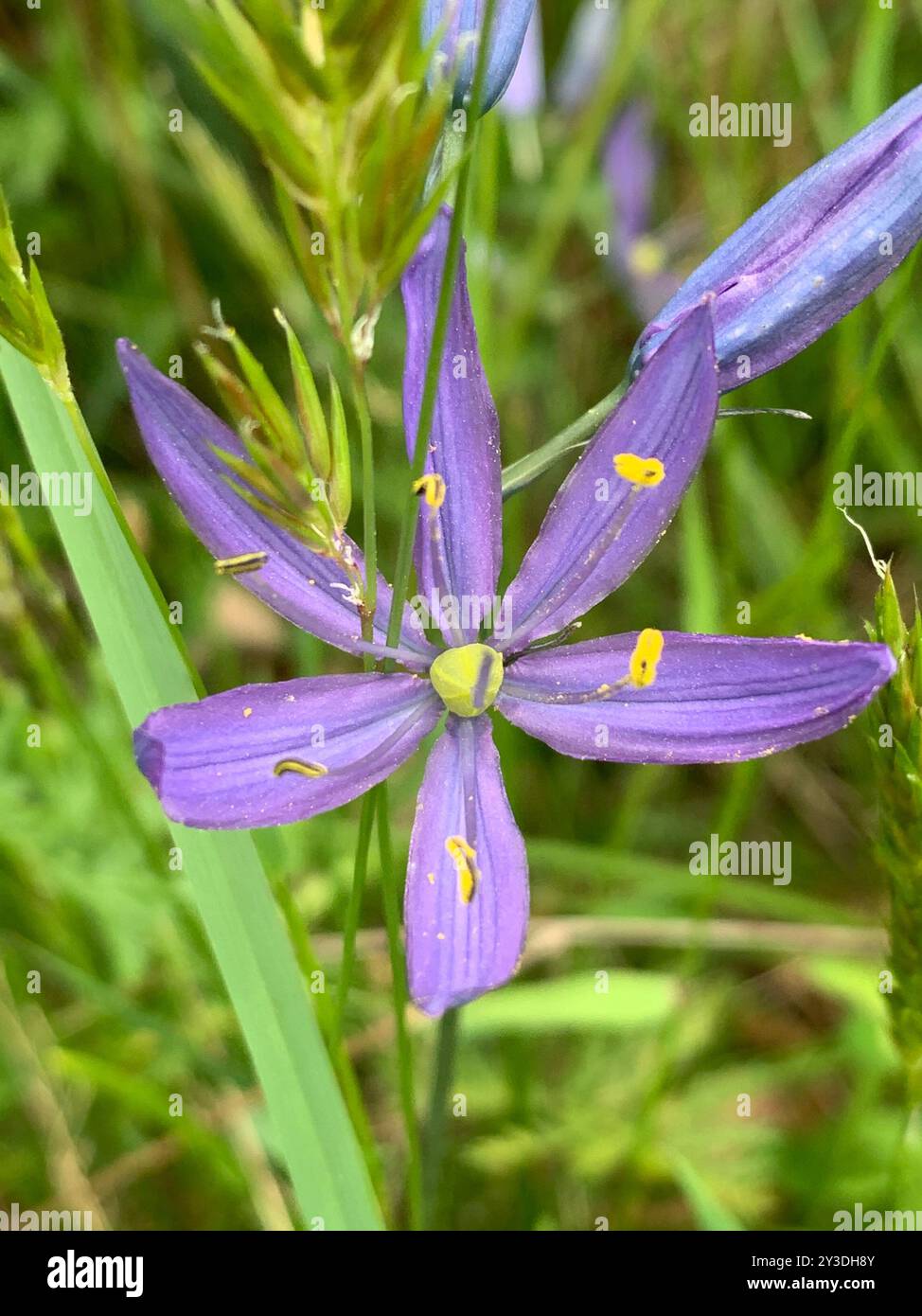 common camas (Camassia quamash maxima) Plantae Stock Photo - Alamy