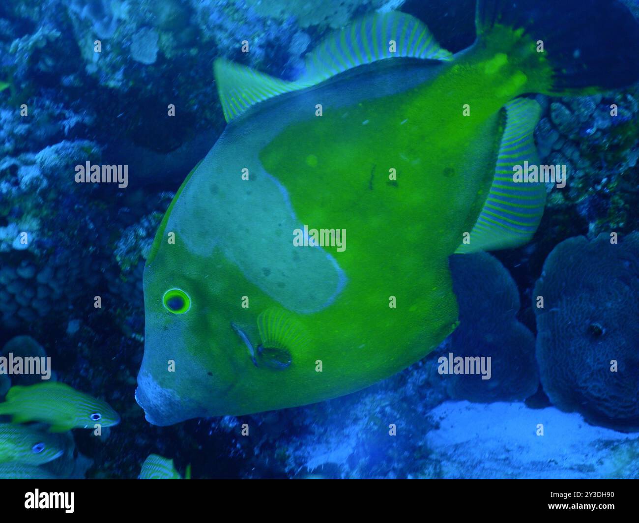 Whitespotted Filefish (Cantherhines macrocerus) Actinopterygii Stock ...