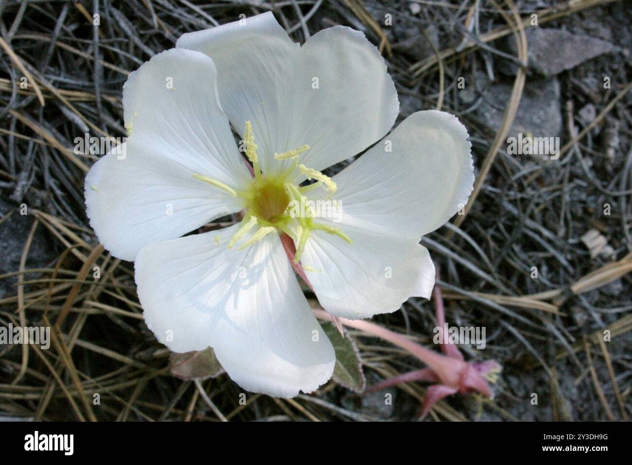 Tufted Evening-primrose (Oenothera cespitosa cespitosa) Plantae Stock ...