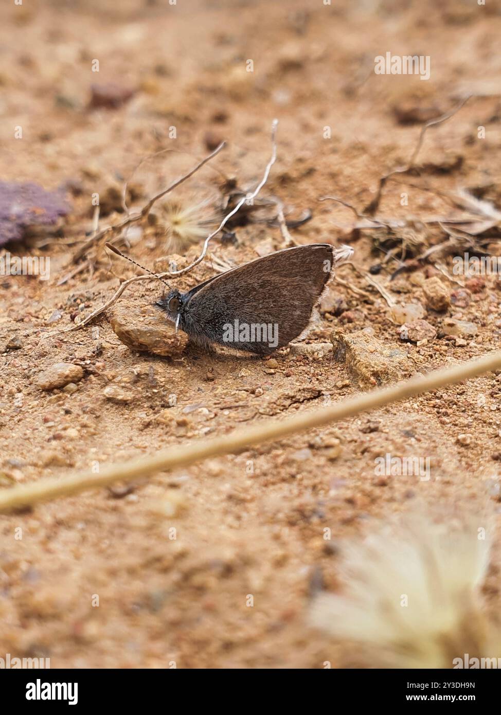 Common Grass-blue (Zizina otis labradus) Insecta Stock Photo - Alamy