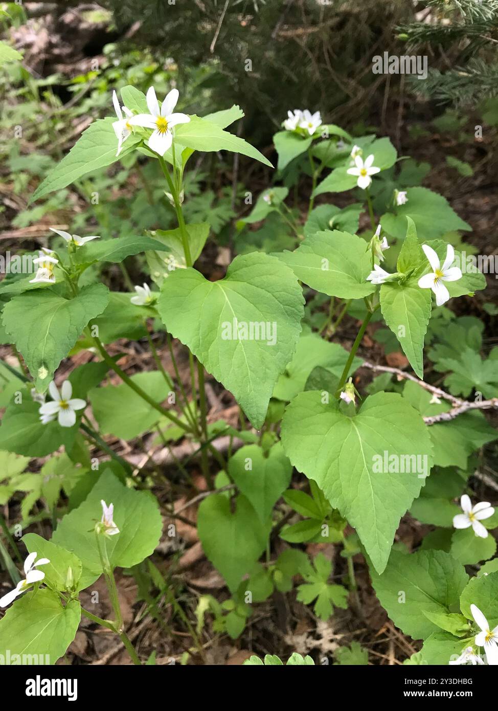 Canada Violet (Viola canadensis) Plantae Stock Photo - Alamy