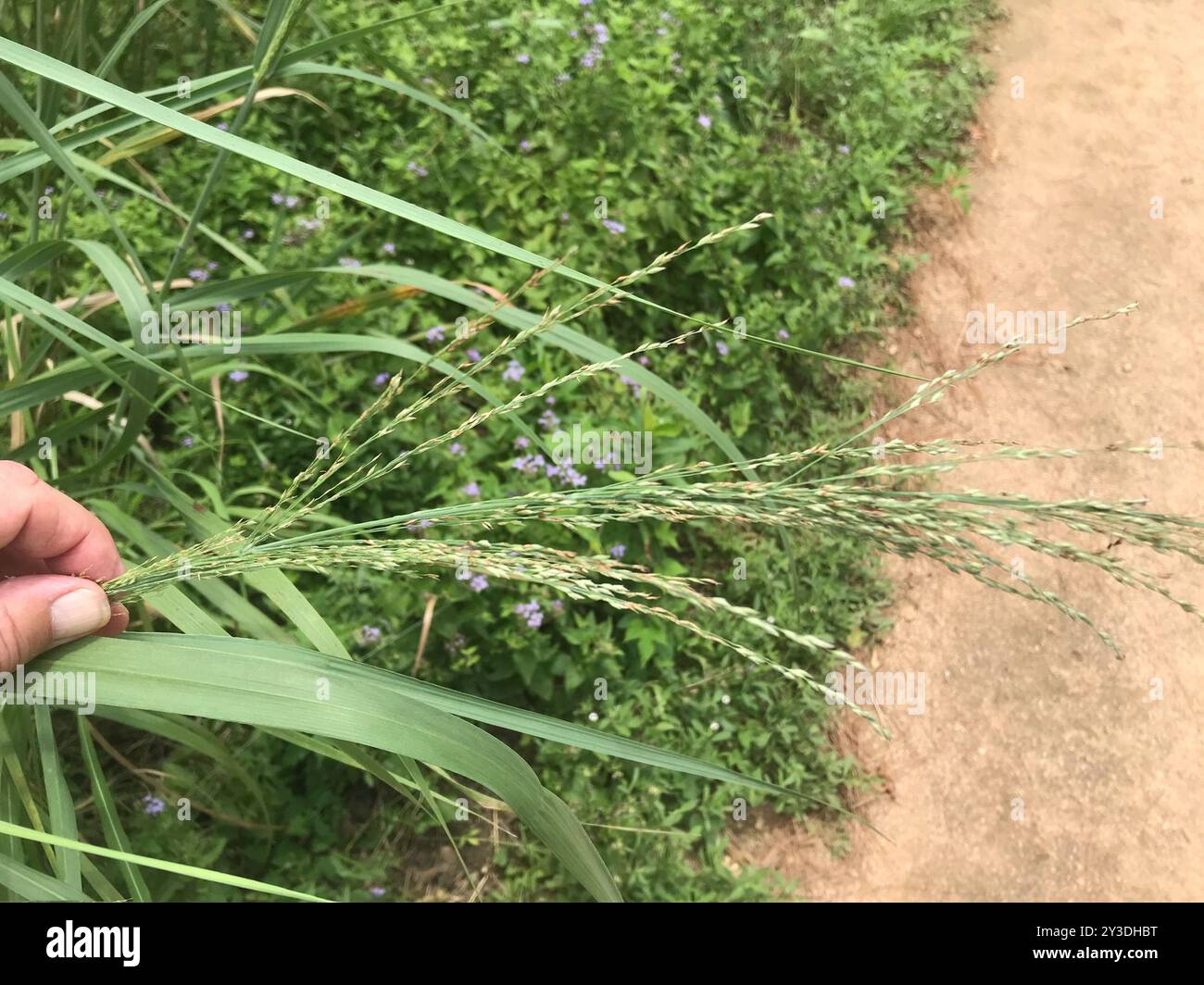 bristlegrasses, bluestems, paspalums, and allies (Panicoideae) Plantae ...