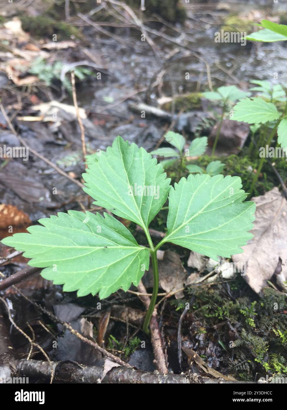 Two-leaved Toothwort (Cardamine diphylla) Plantae Stock Photo - Alamy