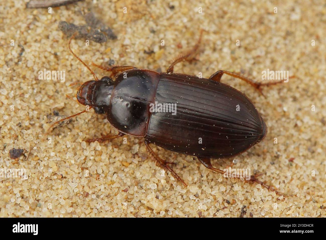(Harpalus servus) Insecta Stock Photo - Alamy