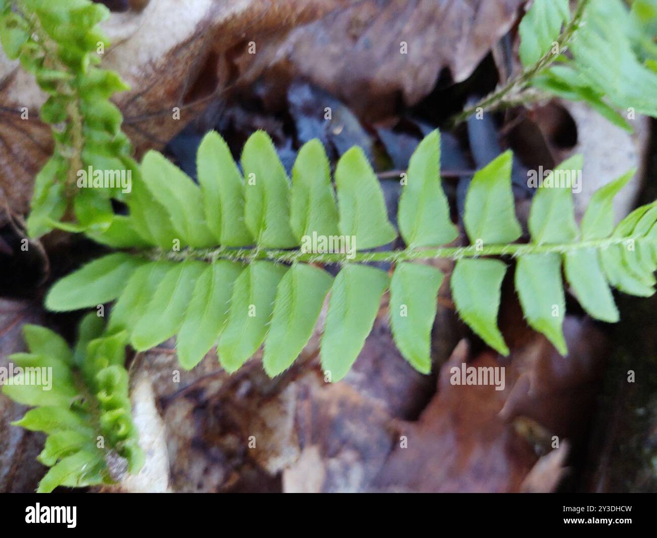 Christmas fern (Polystichum acrostichoides) Plantae Stock Photo - Alamy