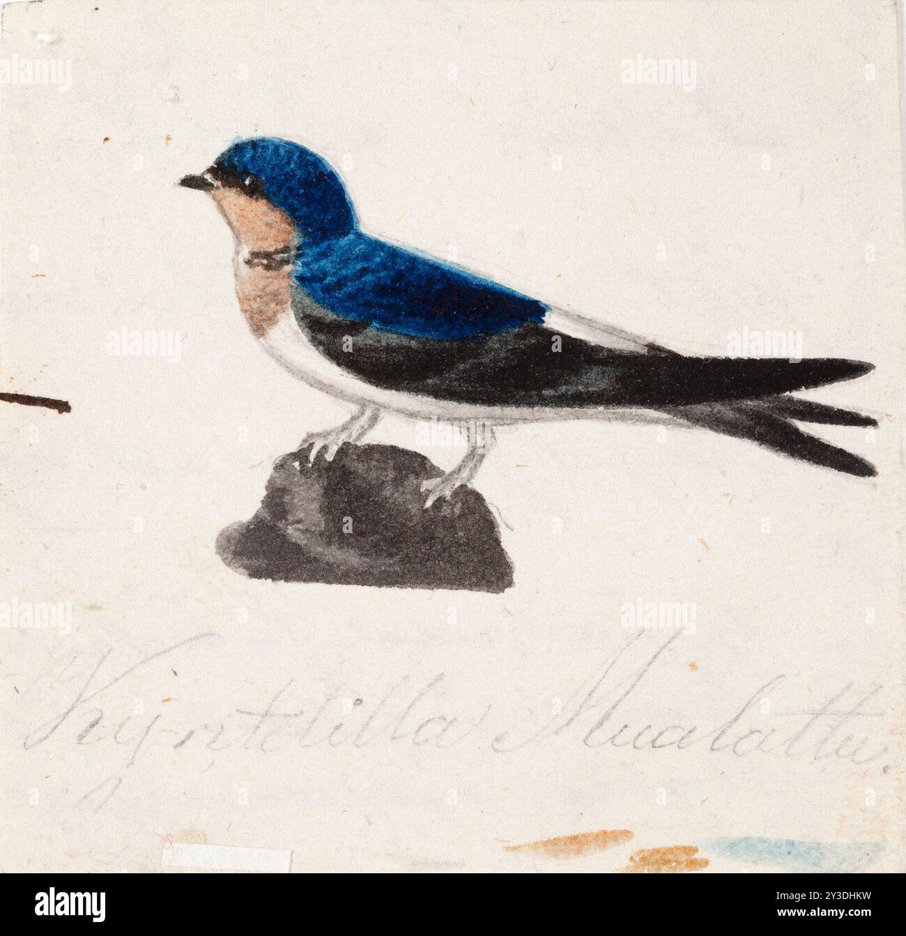 Historical text on ornithology hi-res stock photography and images - Alamy