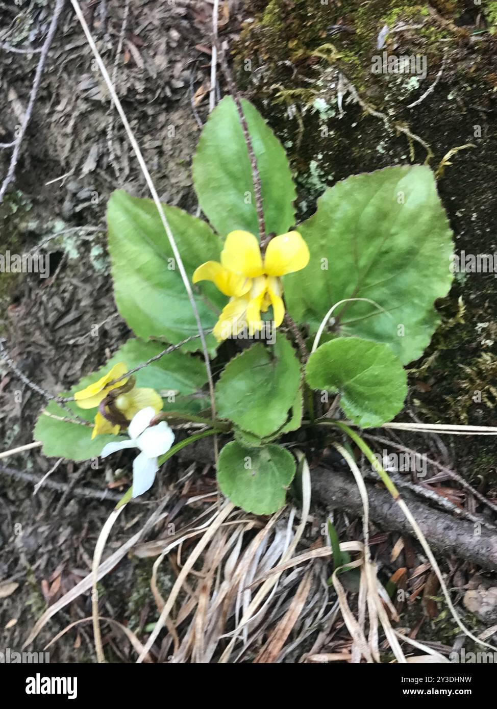 Round-leaved Violet (Viola rotundifolia) Plantae Stock Photo - Alamy