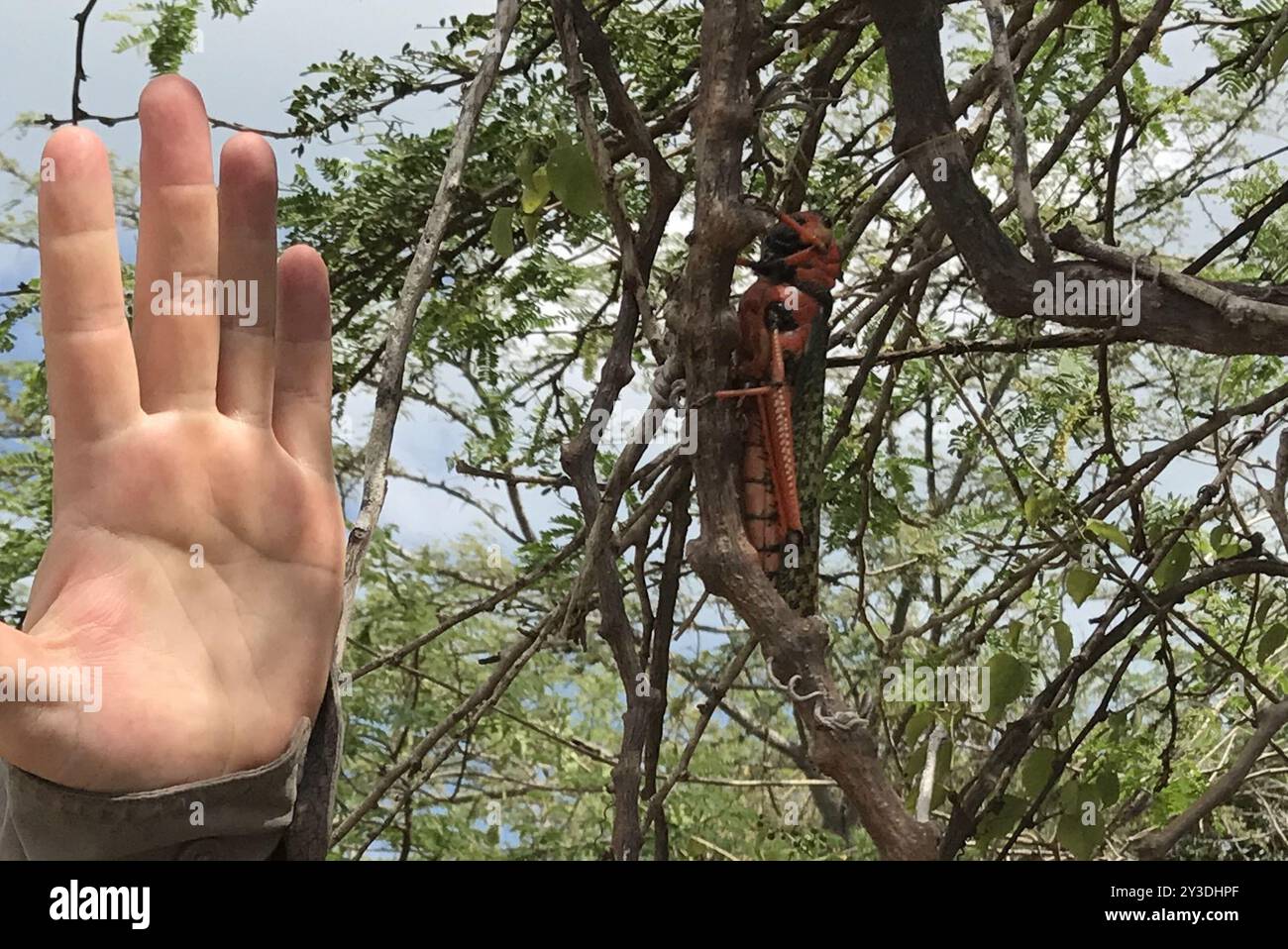 Violet-winged Grasshopper (Tropidacris collaris) Insecta Stock Photo ...