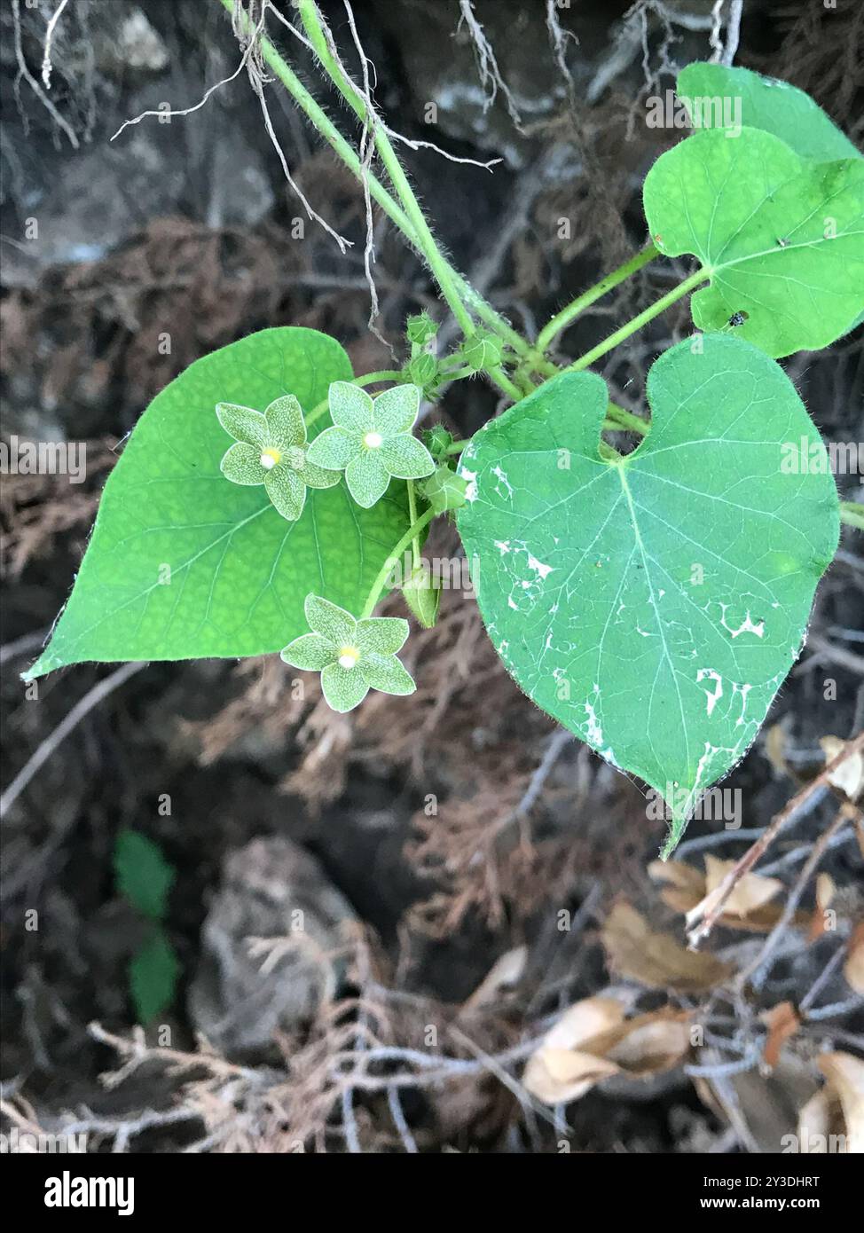 Pearl Milkweed (Matelea reticulata) Plantae Stock Photo - Alamy
