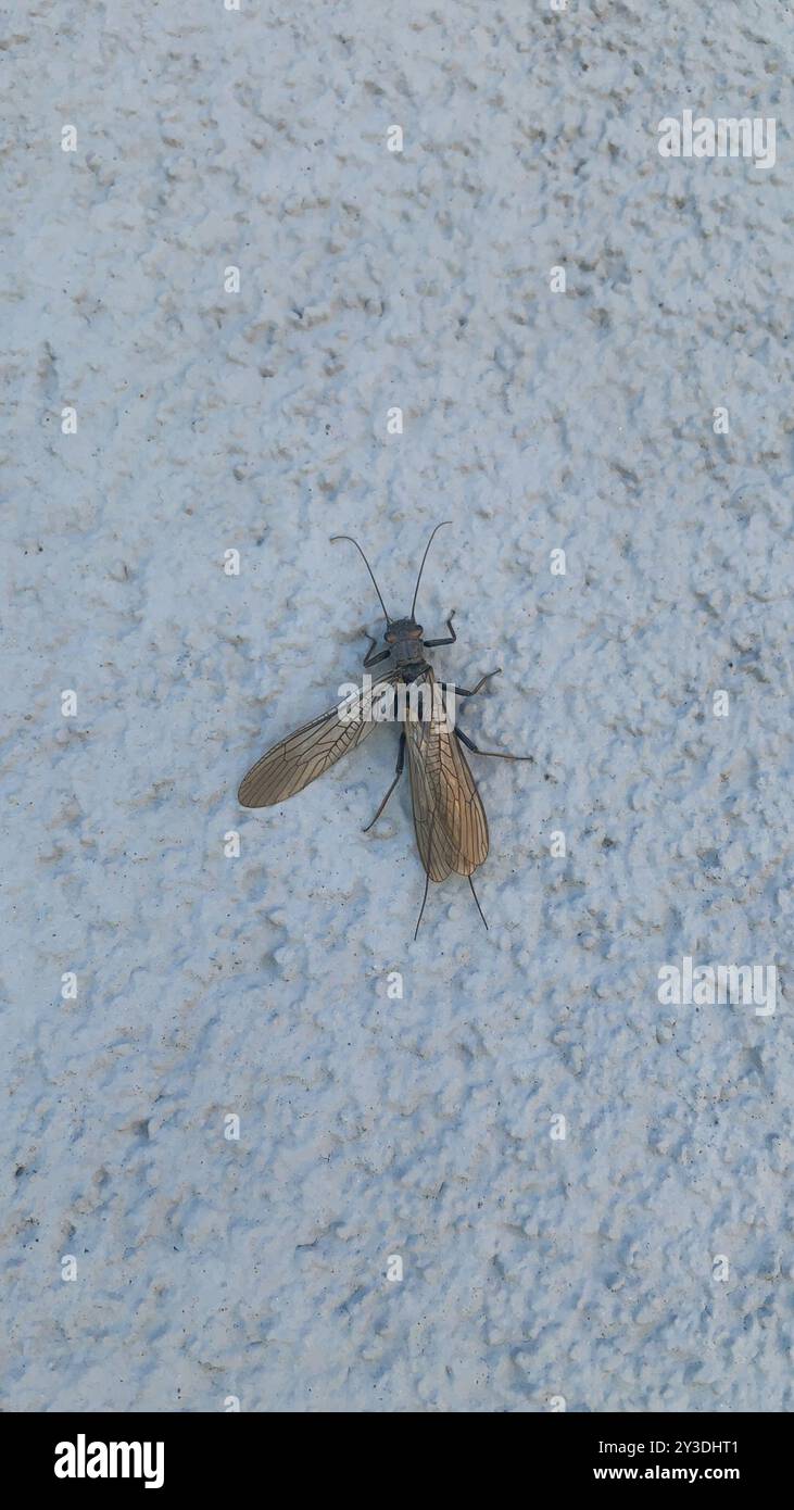 Common Stoneflies (Perlidae) Insecta Stock Photo - Alamy
