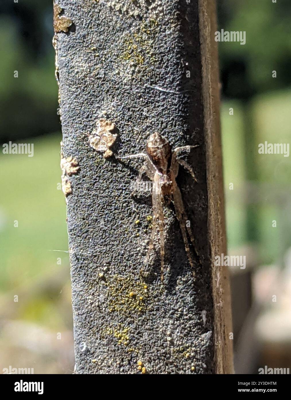 Octopus Spiders (Tmarus) Arachnida Stock Photo - Alamy