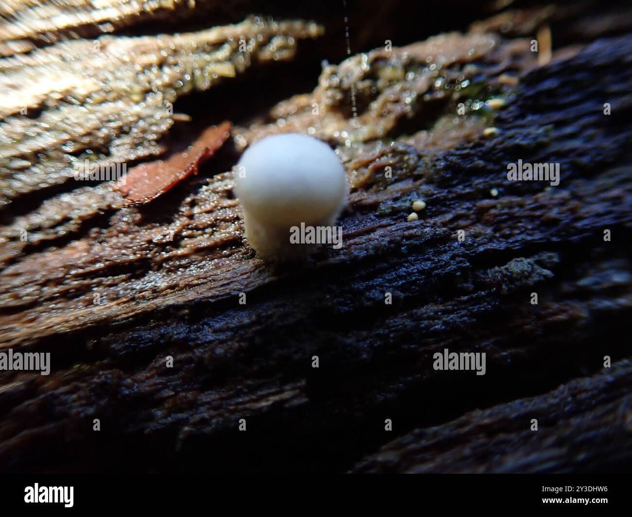 woolly bird's nest fungus (Nidula niveotomentosa) Fungi Stock Photo - Alamy