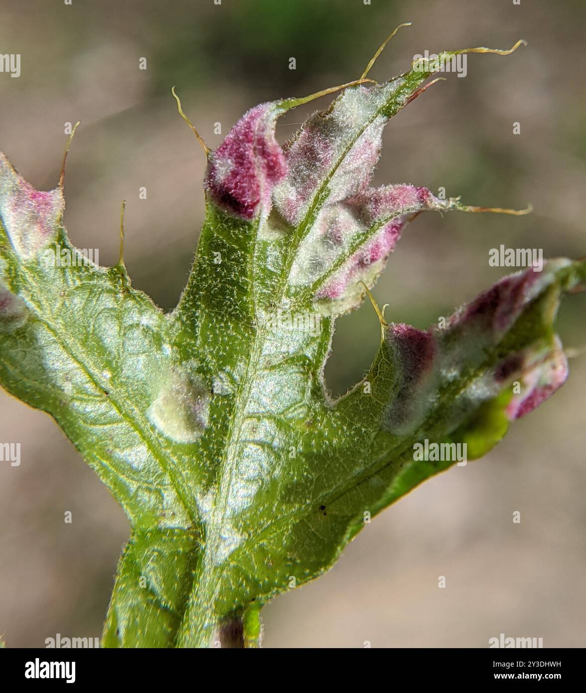 Trinema hi-res stock photography and images - Alamy