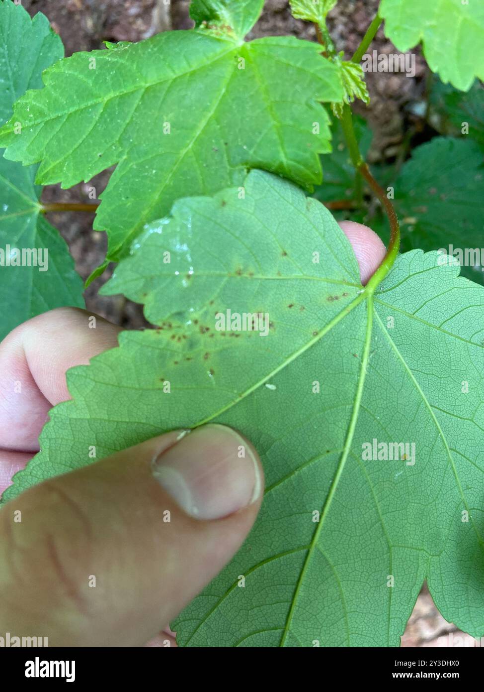 Maple gall mite (Aceria macrorhyncha) Arachnida Stock Photo - Alamy