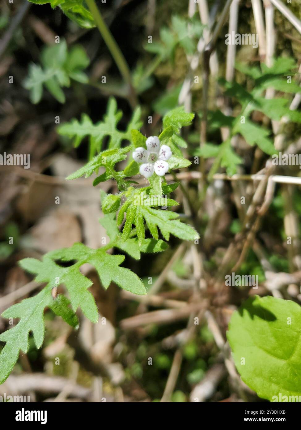 Aunt Lucy (Ellisia nyctelea) Plantae Stock Photo - Alamy