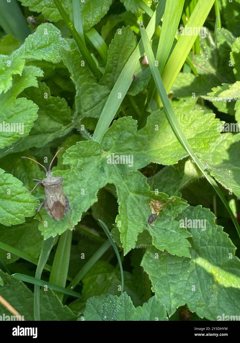 Dock Bug (Coreus marginatus) Insecta Stock Photo - Alamy