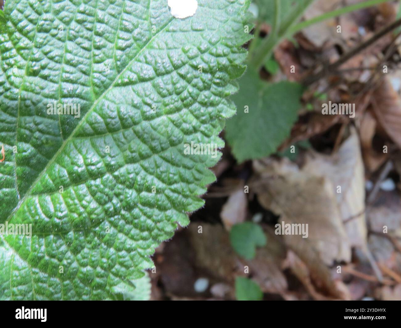Sticky Sage (Salvia glutinosa) Plantae Stock Photo - Alamy