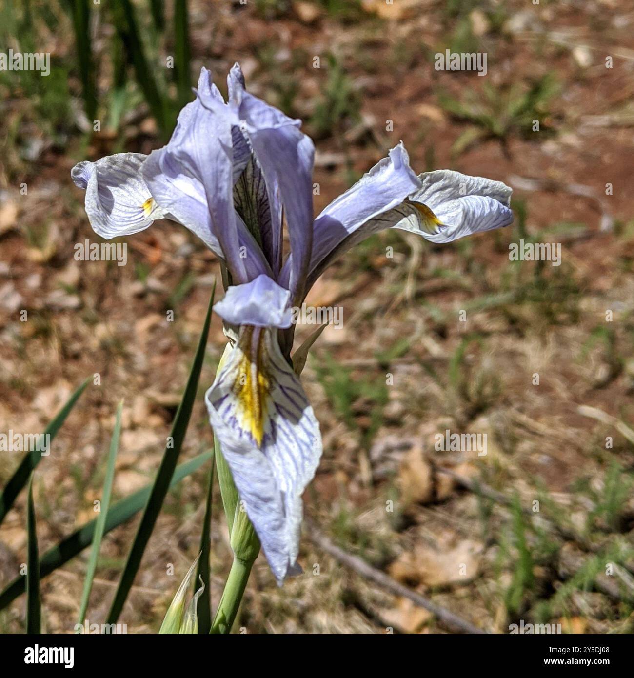 western blue flag (Iris missouriensis) Plantae Stock Photo - Alamy