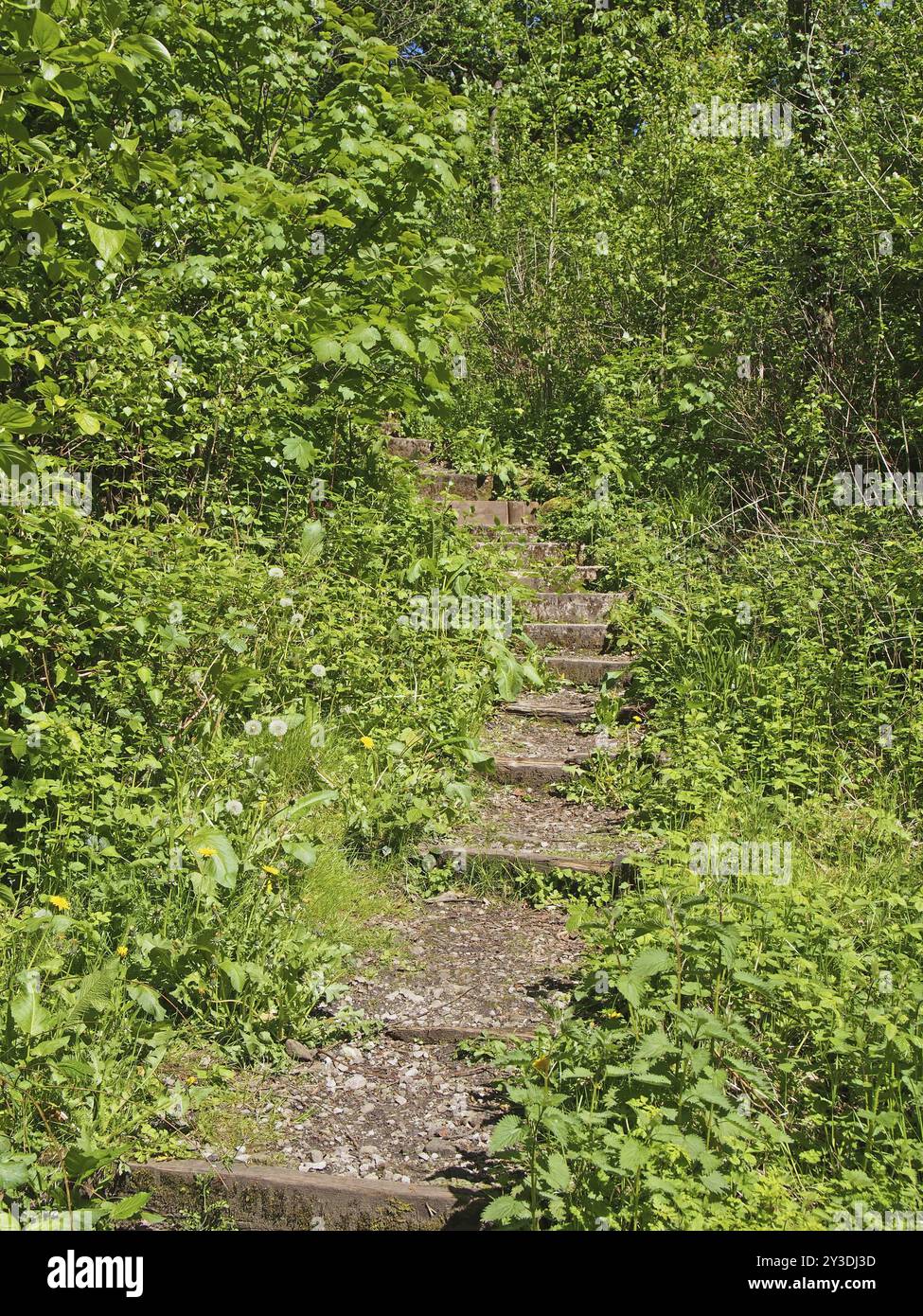 Narrow path leading dense hi-res stock photography and images - Alamy