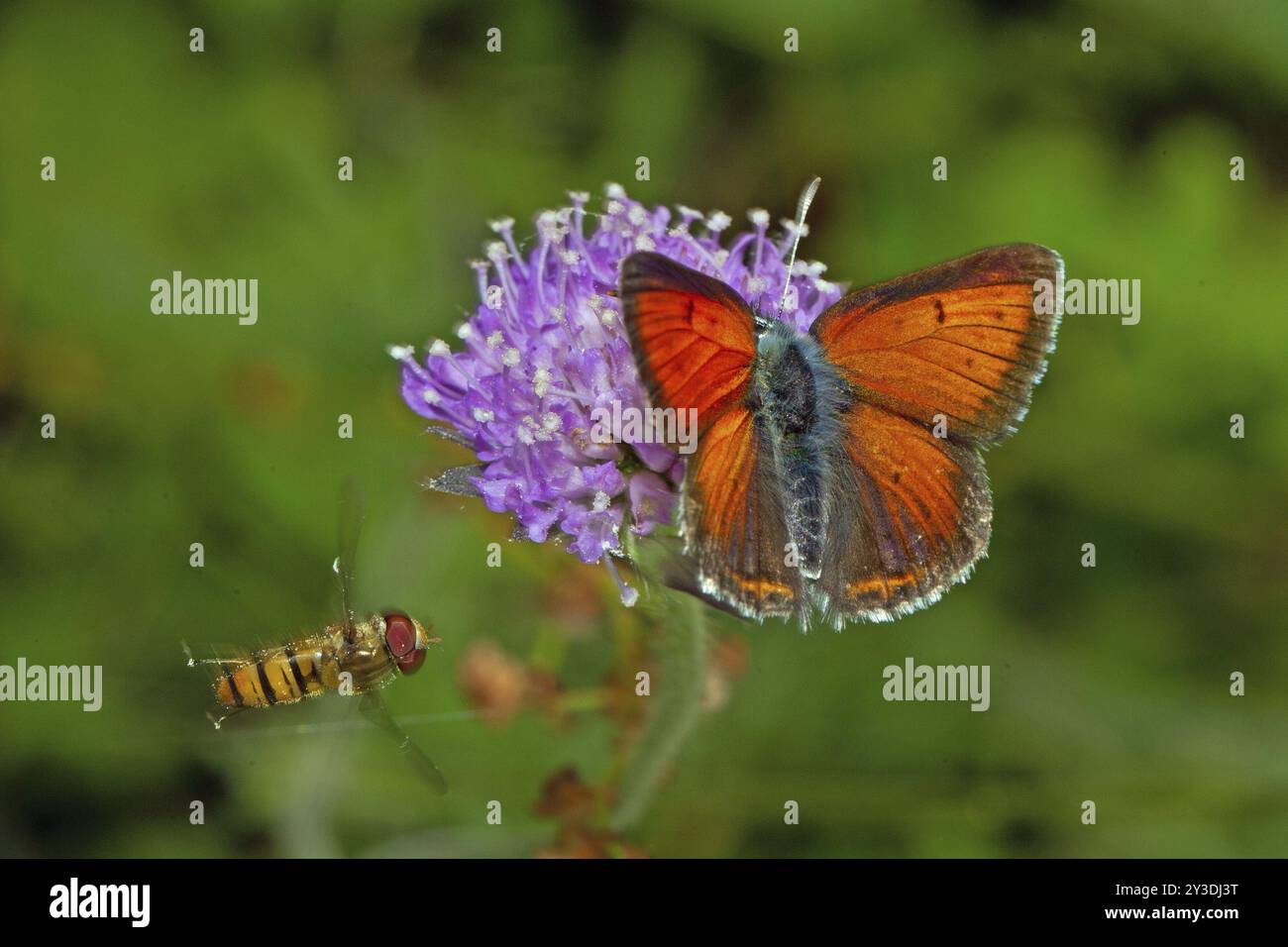 Purple-shot copper butterfly with open wings sitting on purple flower ...