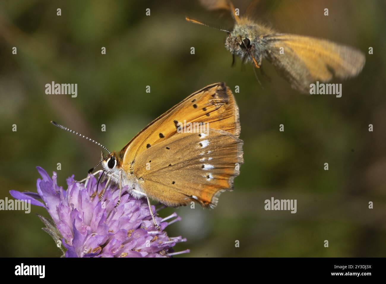 Scarce Copper female butterfly with closed wings sitting on violet ...