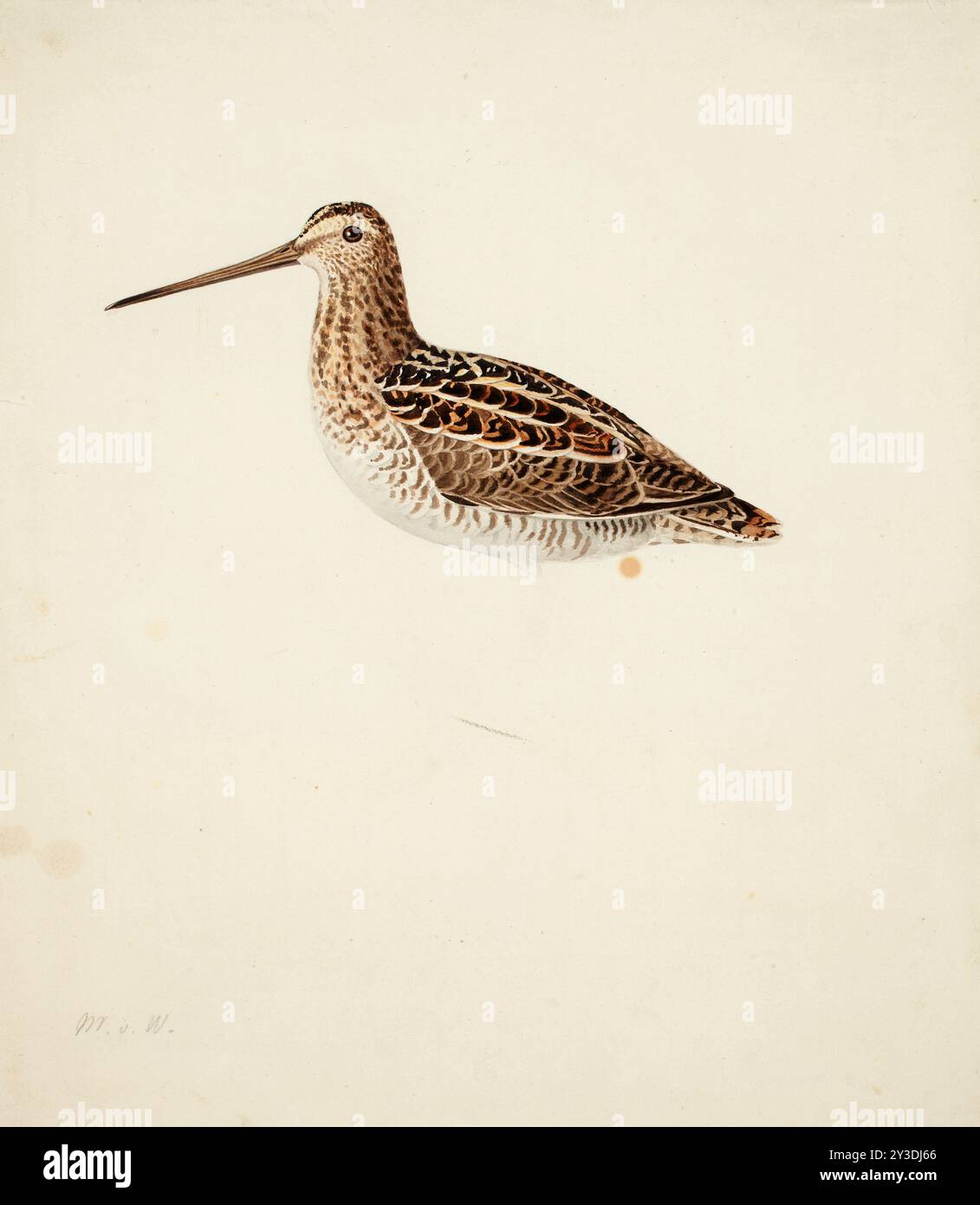 Common Snipe; unfinished, 1841 Stock Photo - Alamy
