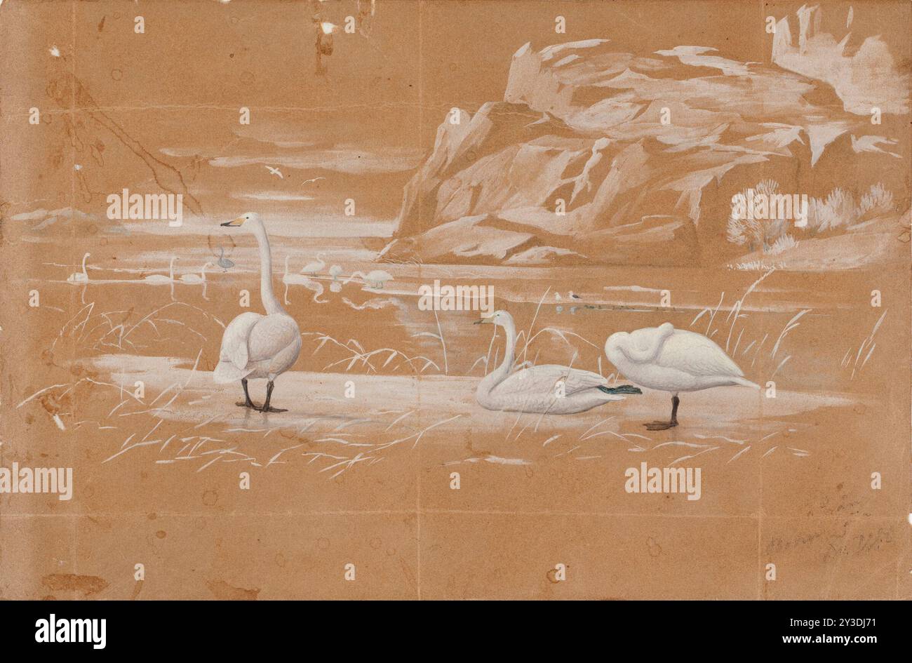 Whooper swans, sketch Stock Photo - Alamy