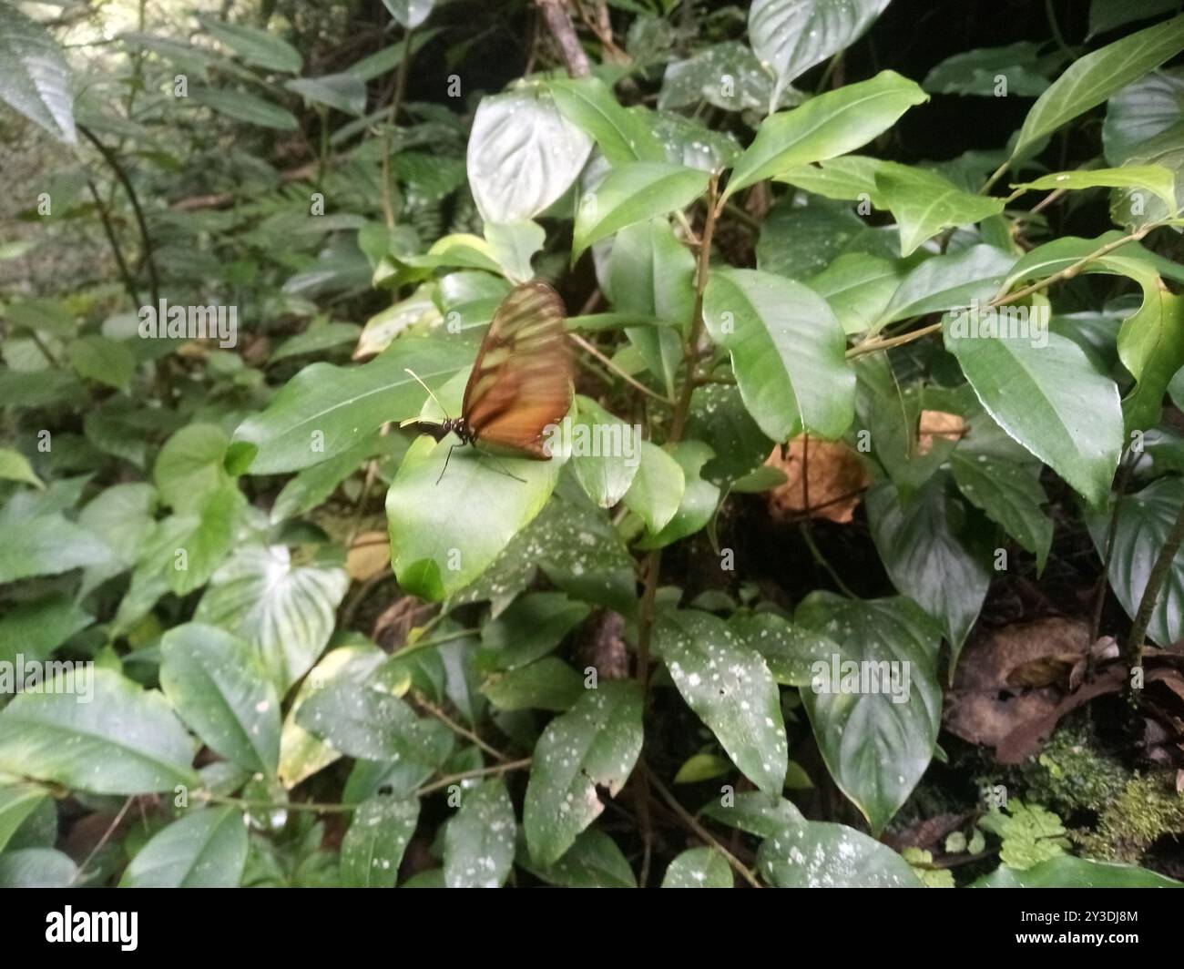 Lycorea ilione hi-res stock photography and images - Alamy