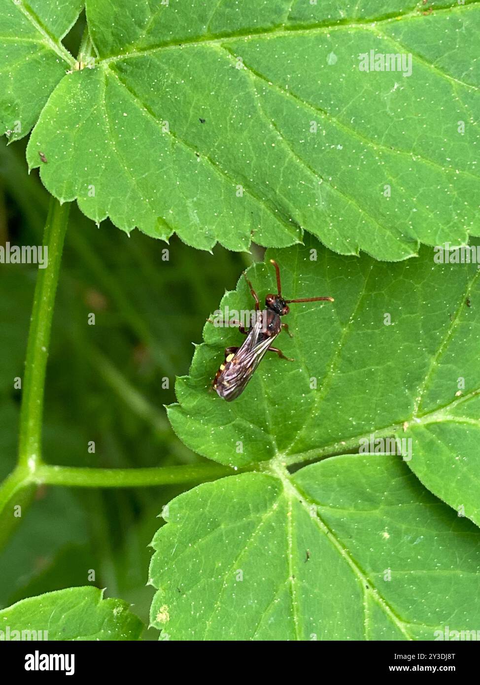 Nomad Bees (Nomada) Insecta Stock Photo - Alamy