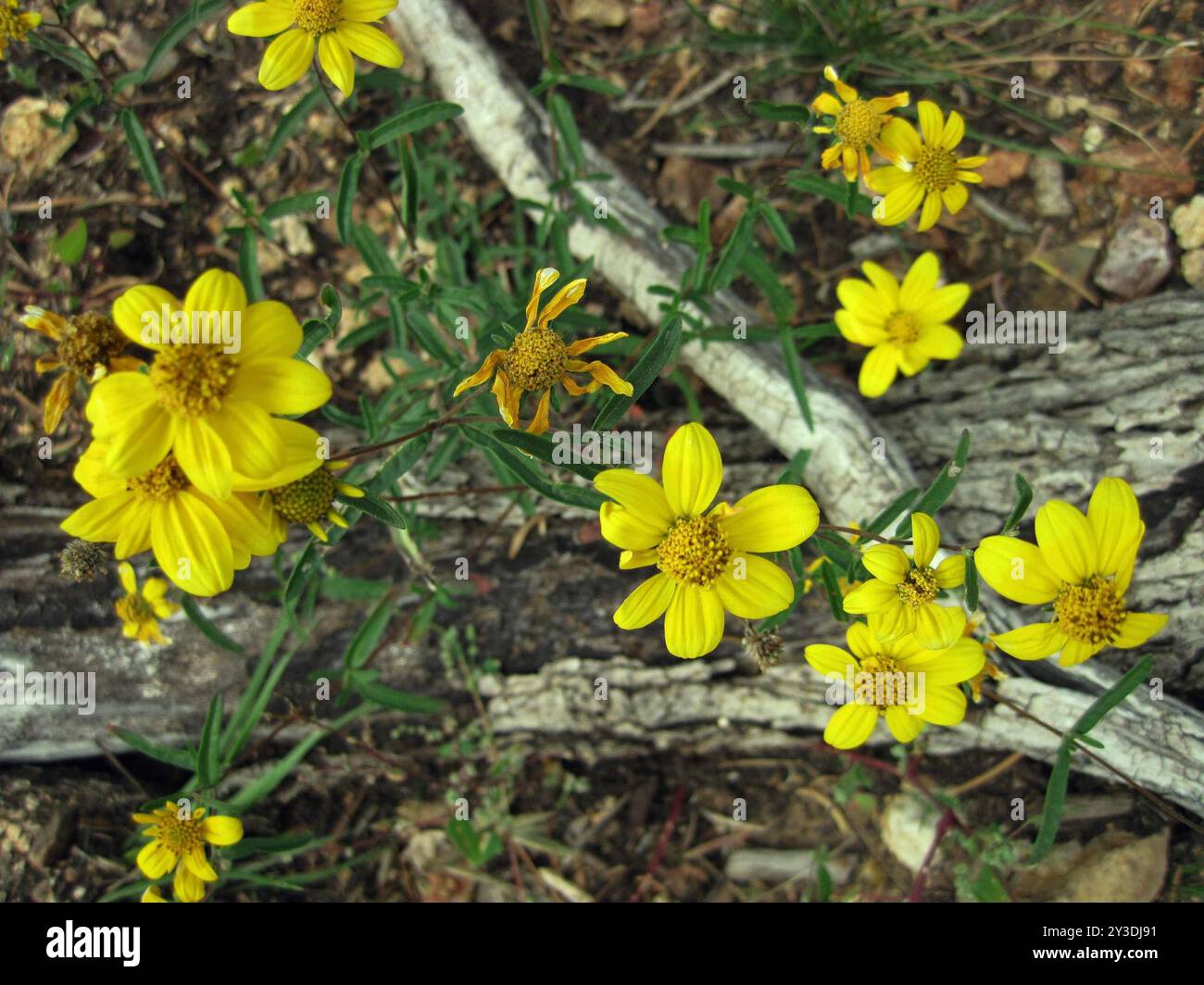 showy goldeneye (Heliomeris multiflora) Plantae Stock Photo - Alamy