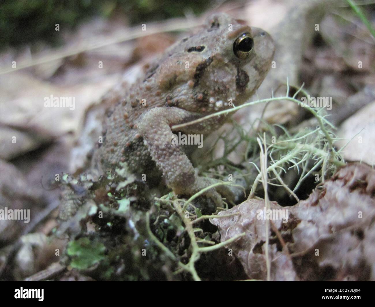 North American Toads (Anaxyrus) Amphibia Stock Photo - Alamy