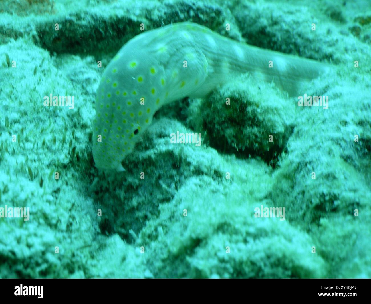 Sharptail Eel (Myrichthys breviceps) Actinopterygii Stock Photo - Alamy