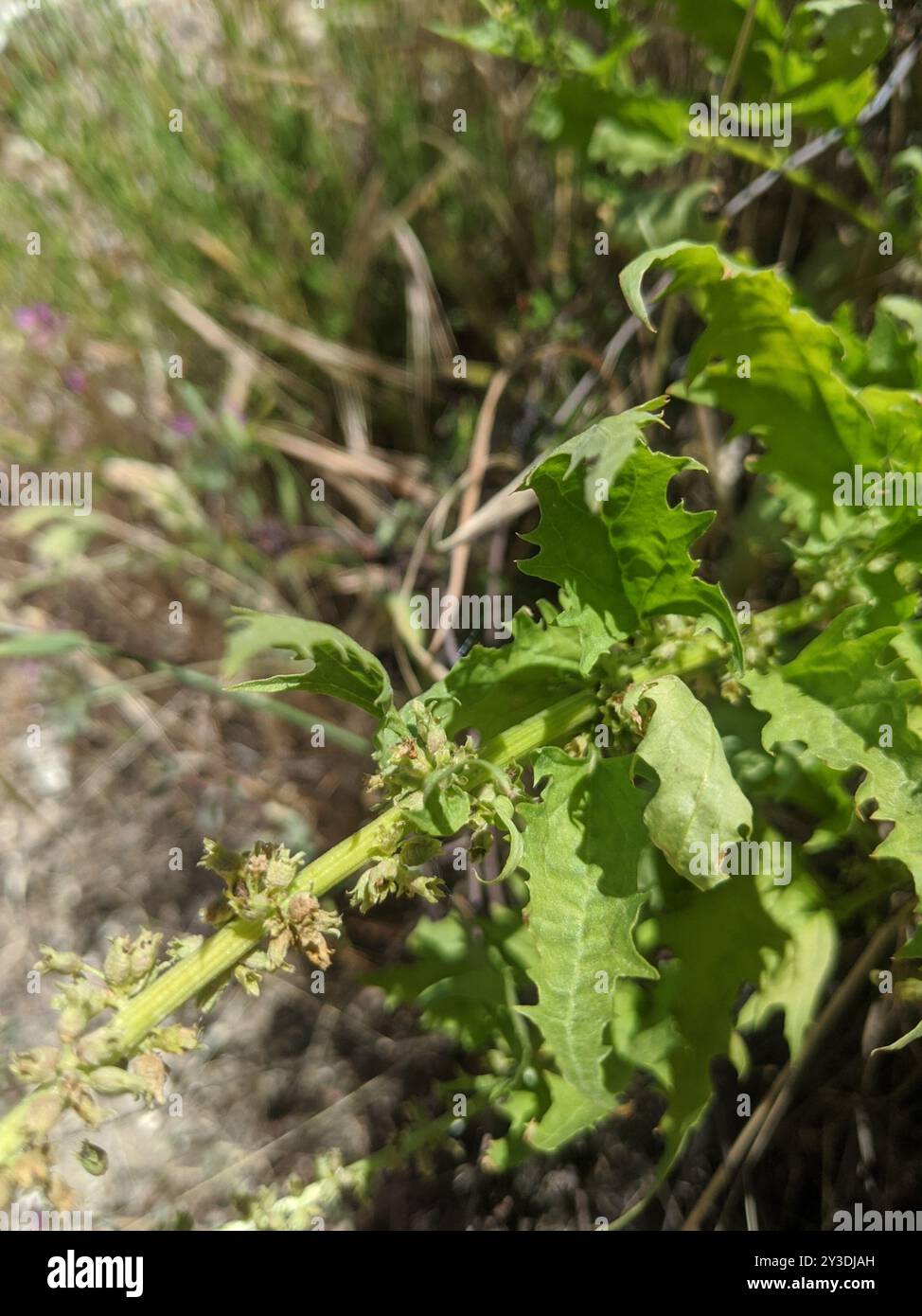 durango root (Datisca glomerata) Plantae Stock Photo - Alamy