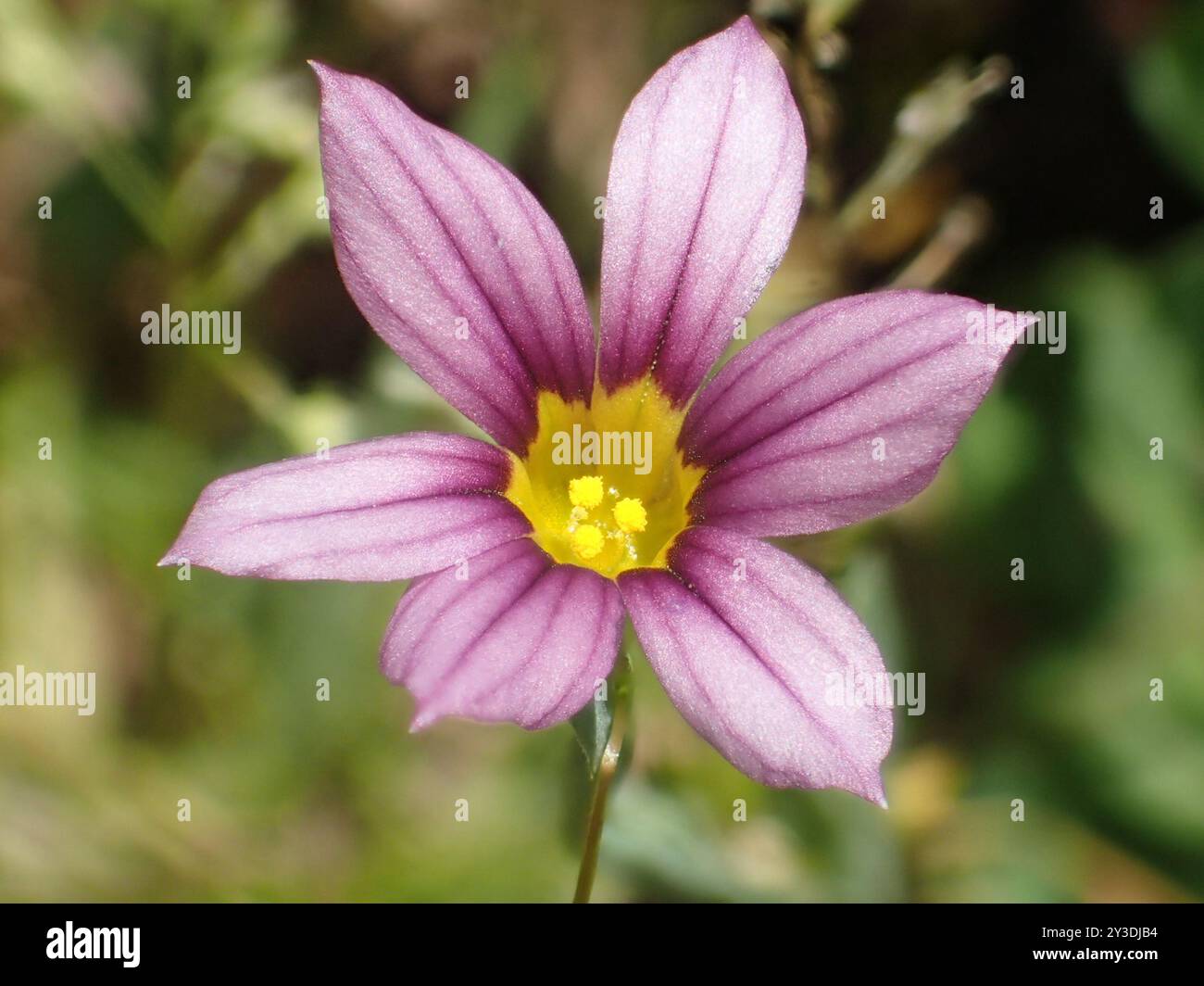Blue Pigroot (Sisyrinchium micranthum) Plantae Stock Photo - Alamy